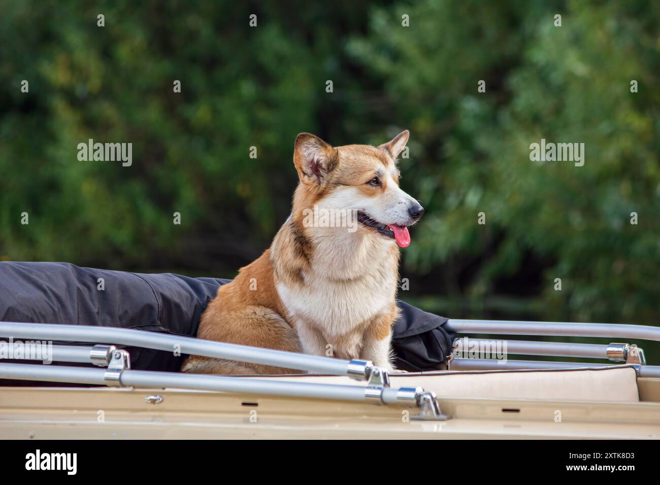 Wonderful dog hi-res stock photography and images - Alamy
