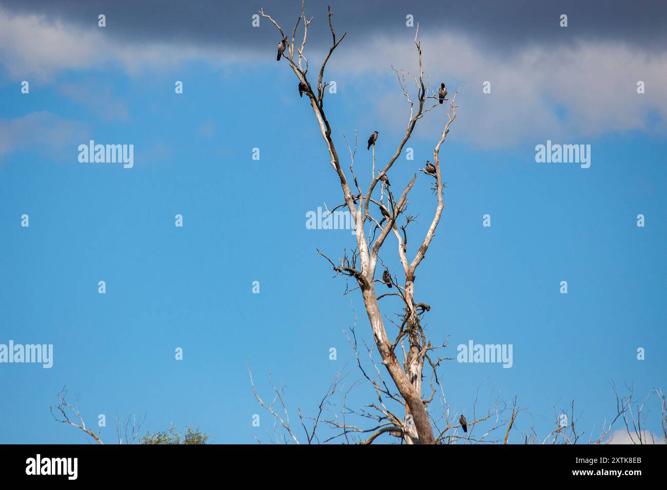Old dead tree with crows sitting on Stock Photo - Alamy
