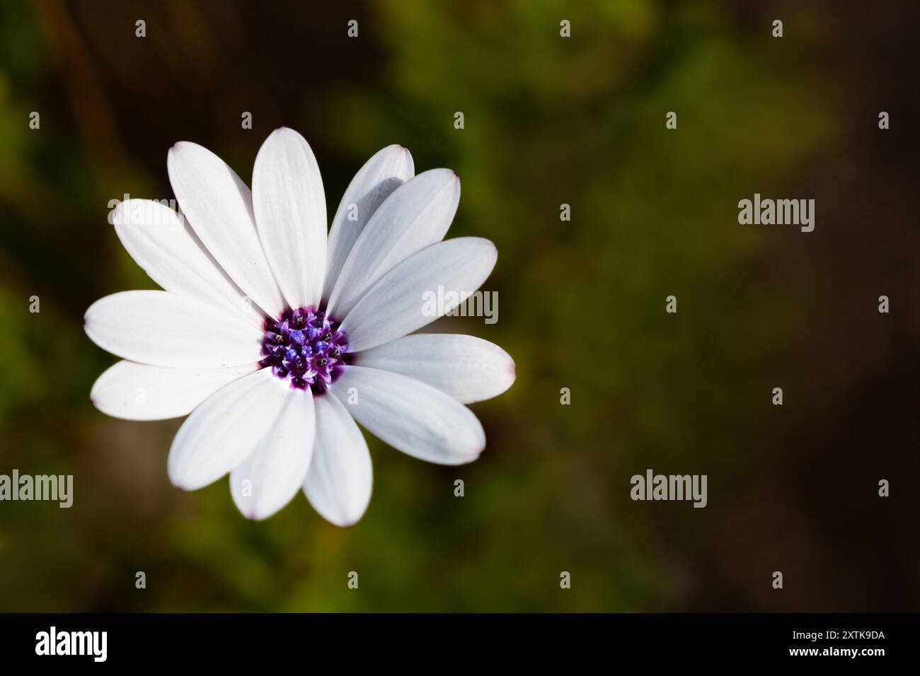 Dimorphotheca pluvialis, common names white African daisy Stock Photo ...