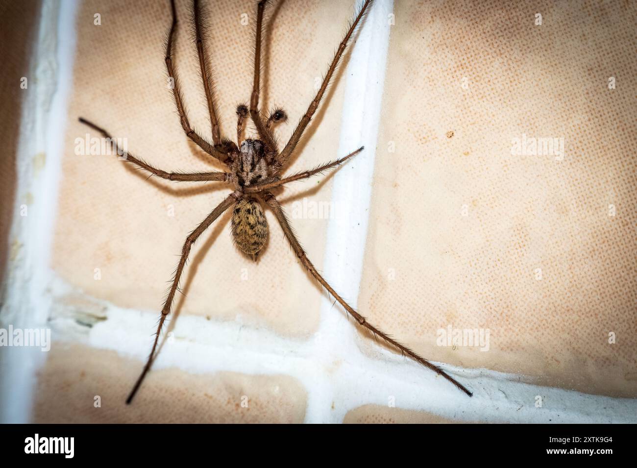 Giant house spider Eratigena duellica Stock Photo - Alamy