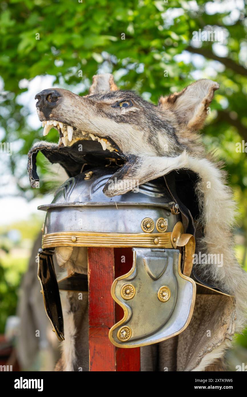 Ancient Roman standard bearer's legionary helmet decorated with wolf ...
