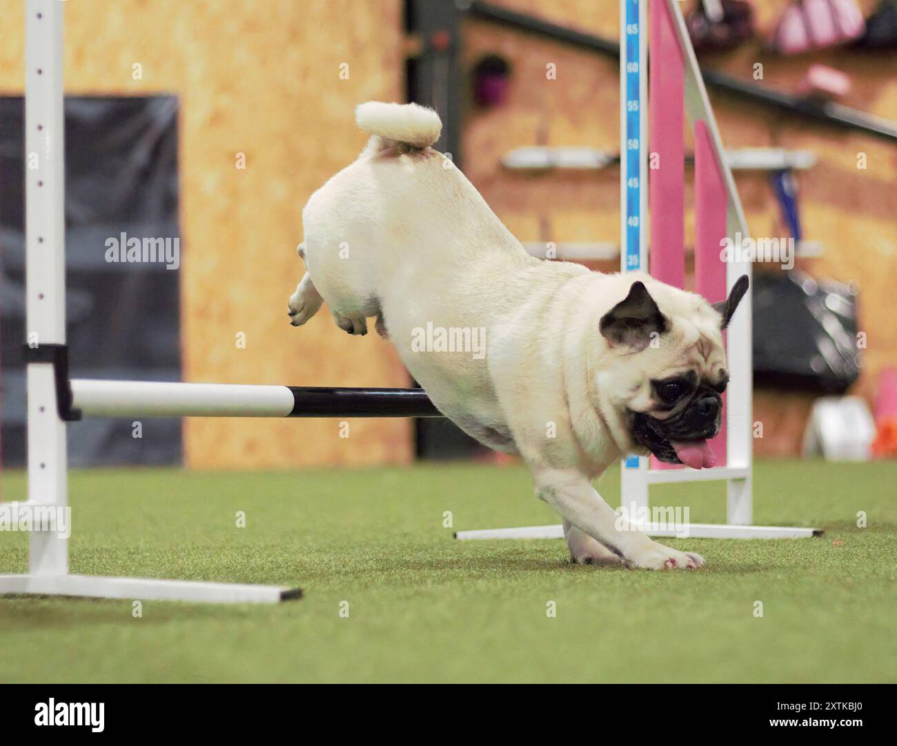 A seven year old, adult, male, fawn, Pug dog, jumping over a dog ...