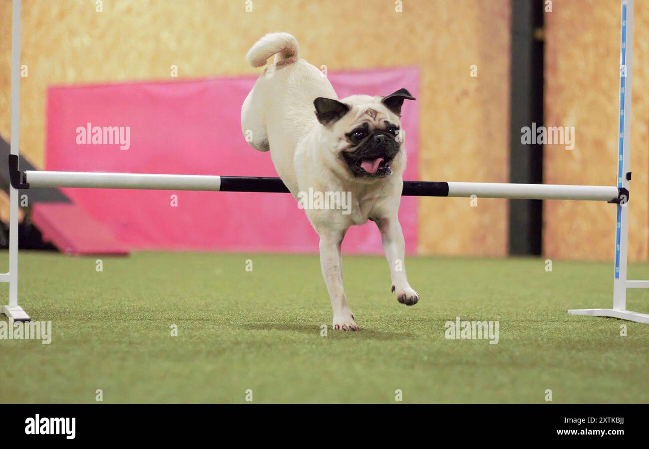 A seven year old, adult, male, fawn, Pug dog, jumping over a dog ...