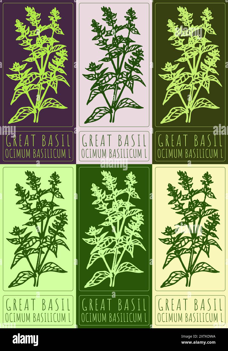 Ocimum basilicum illustration hi-res stock photography and images - Alamy
