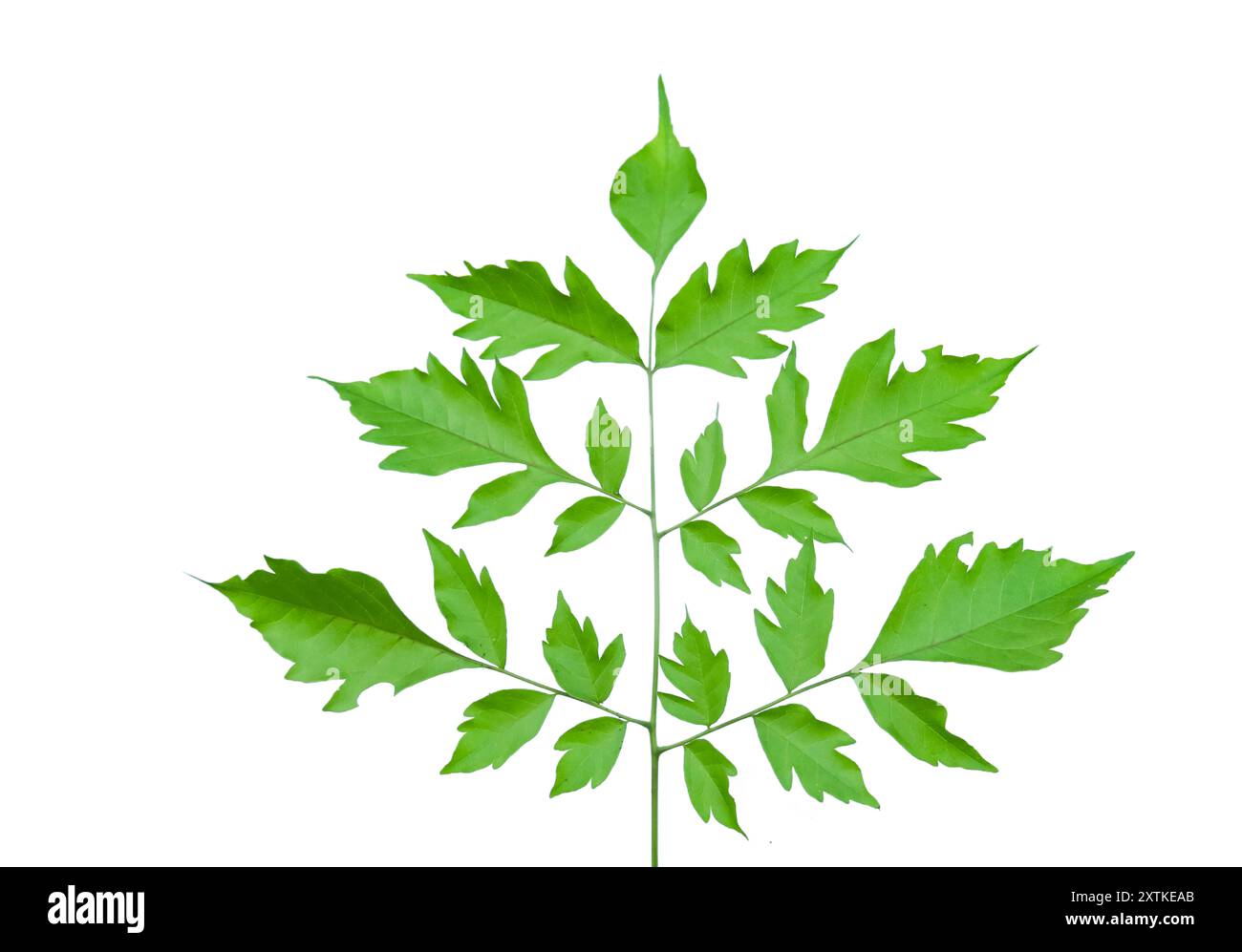 Indian cork leaf hi-res stock photography and images - Alamy