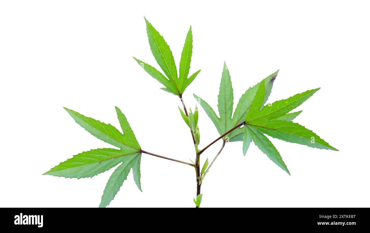 Image sour Cut Out Stock Images & Pictures - Alamy