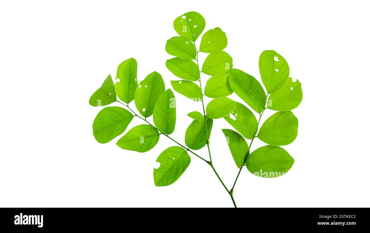 Cut out image of Iron Wood leaf which are eaten by worms with precise ...