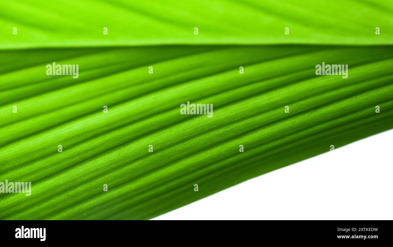 A close-up photograph of a green leaf with its veins clearly visible ...