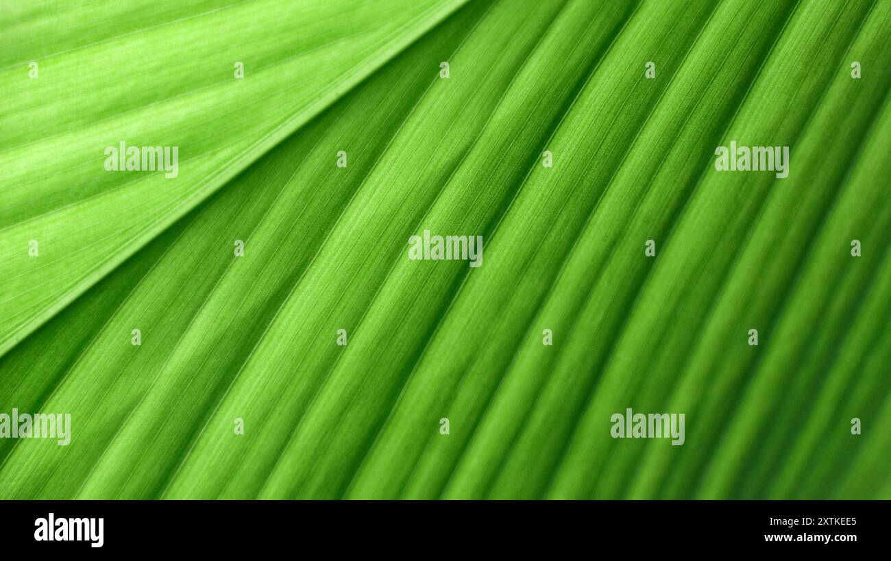 A close-up photograph of a green leaf with its veins clearly visible ...
