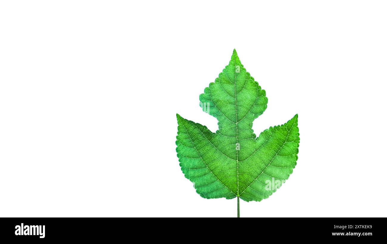 Intricate architecture Cut Out Stock Images & Pictures - Alamy