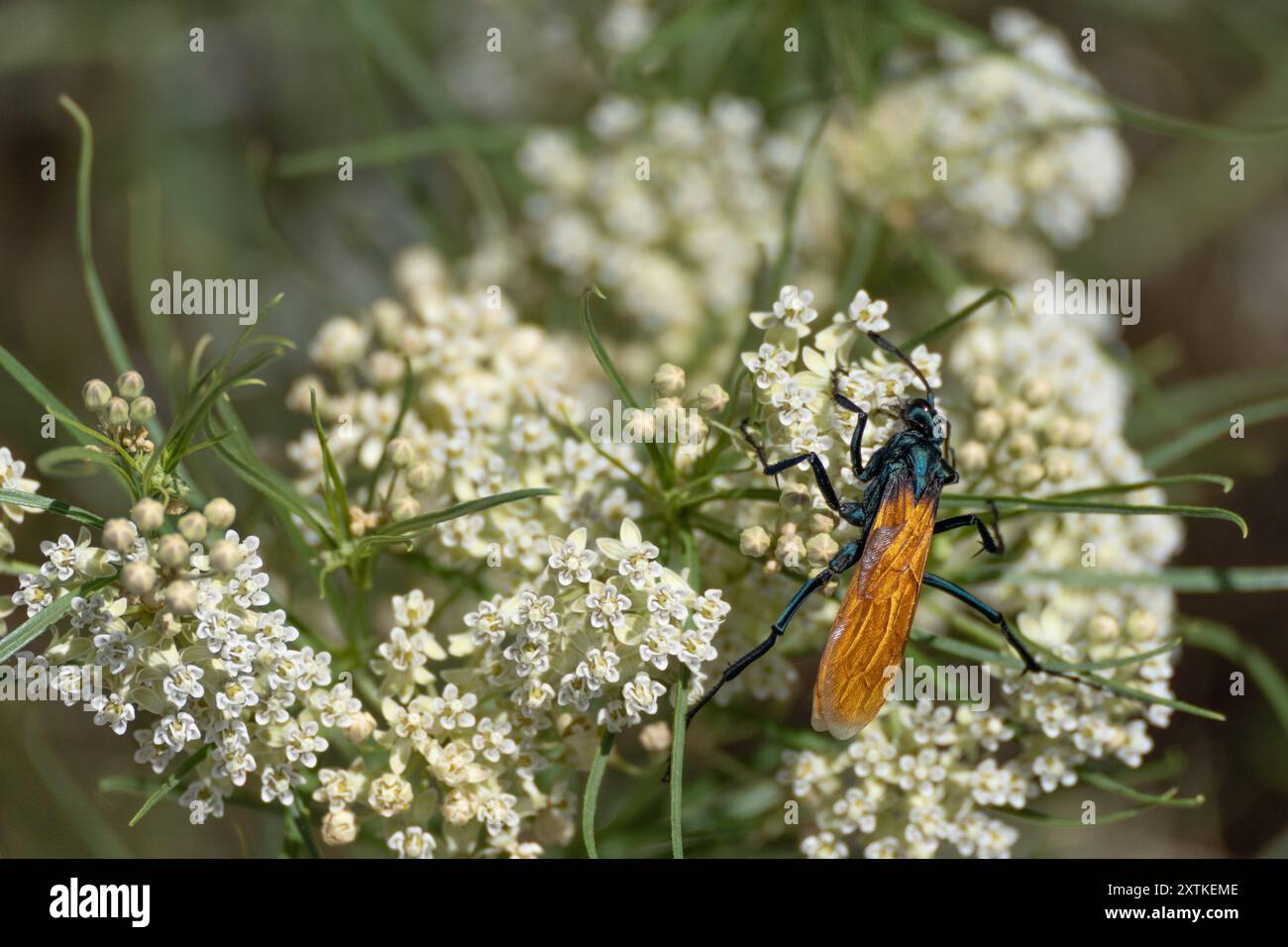 Tarantula hawk wasp hi-res stock photography and images - Alamy