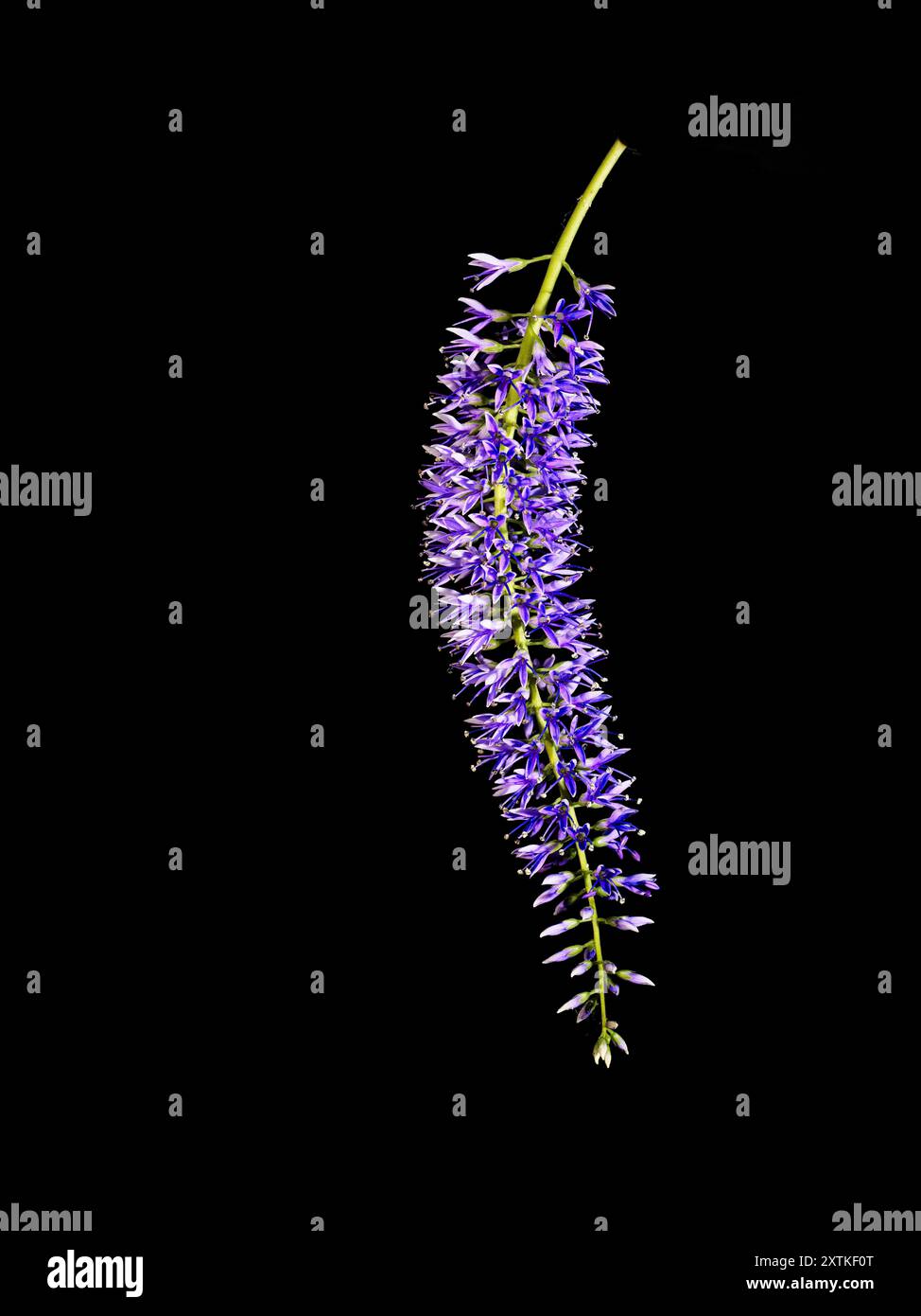 Purple speedwell (veronica longifolia) flower Stock Photo - Alamy