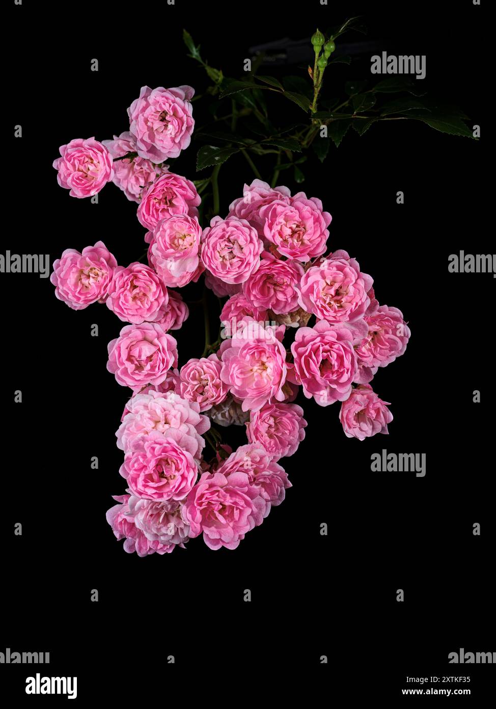 Cluster of small pink roses Stock Photo - Alamy