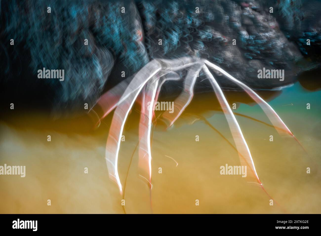 Strange Lagoon is a surreal conceptual photographic artwork that uses ...