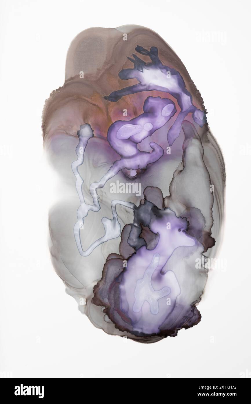 Conceptual surreal artwork that suggests the act of looking into an egg ...