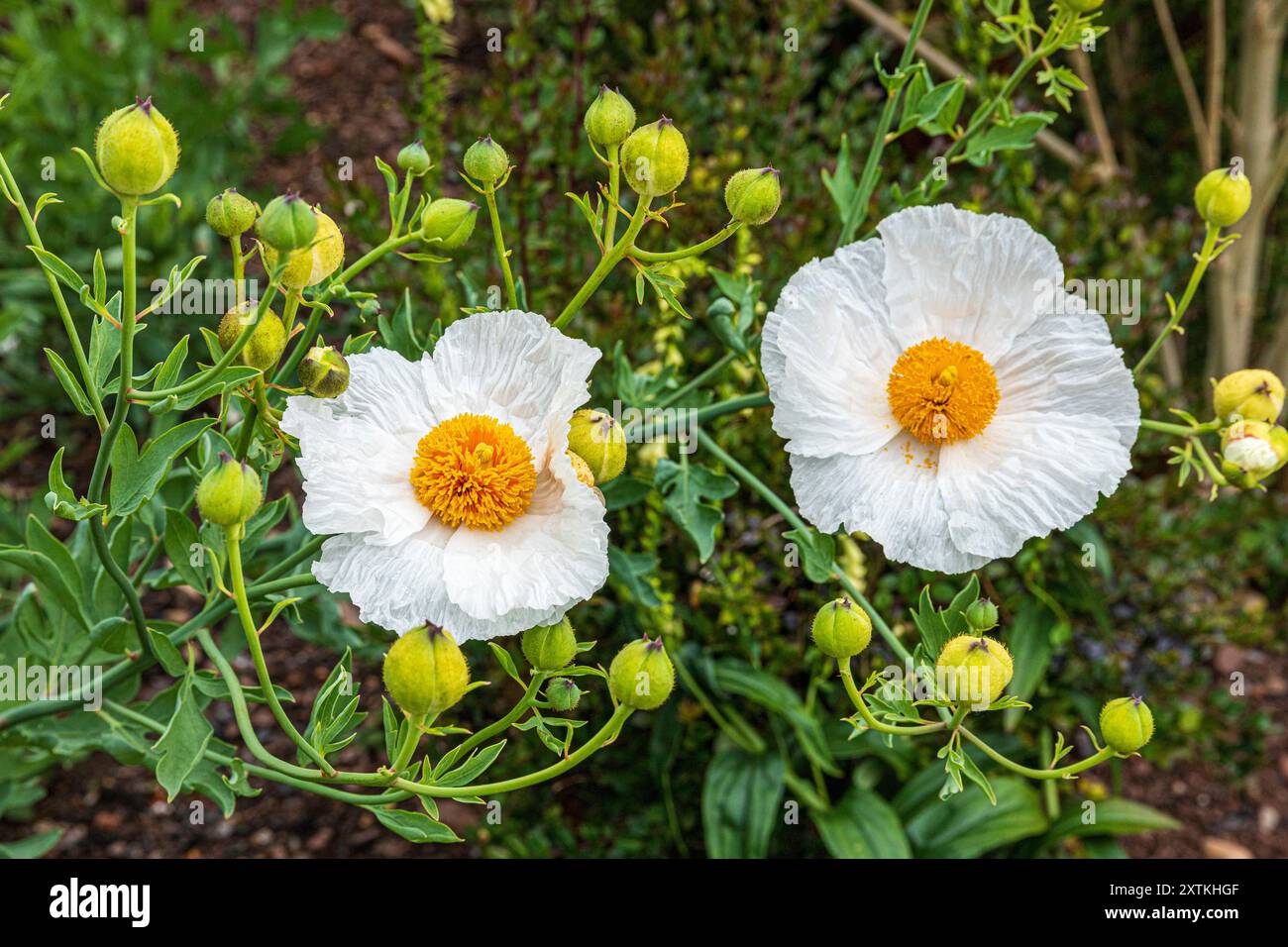 Matilija Poppy Romneya coulteri Harv Stock Photo - Alamy