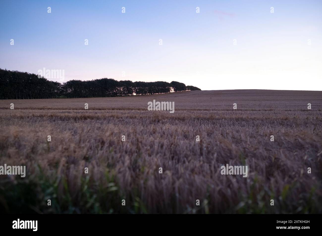A line of trees behind a wheat field in rural Jutland, northern Denmark ...