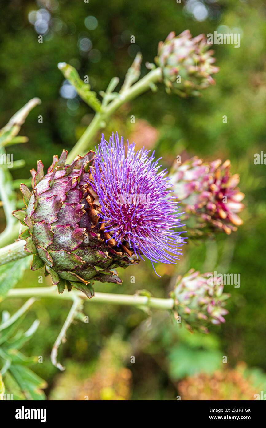 Cardoon flower purple uk hi-res stock photography and images - Alamy