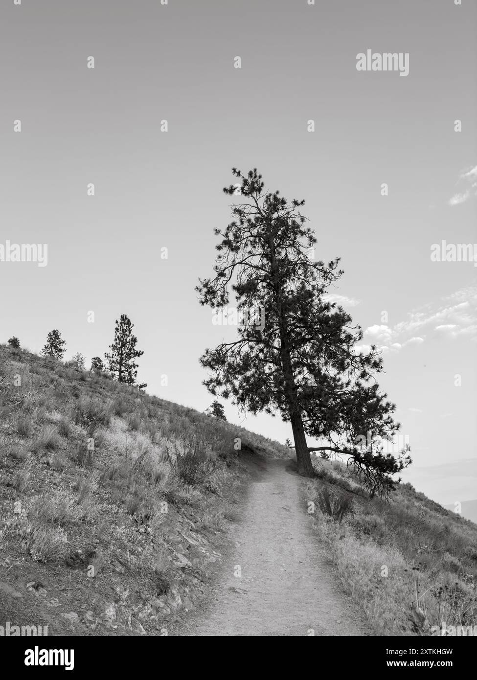Hiking trail in hillside with an evergreen tree Stock Photo - Alamy