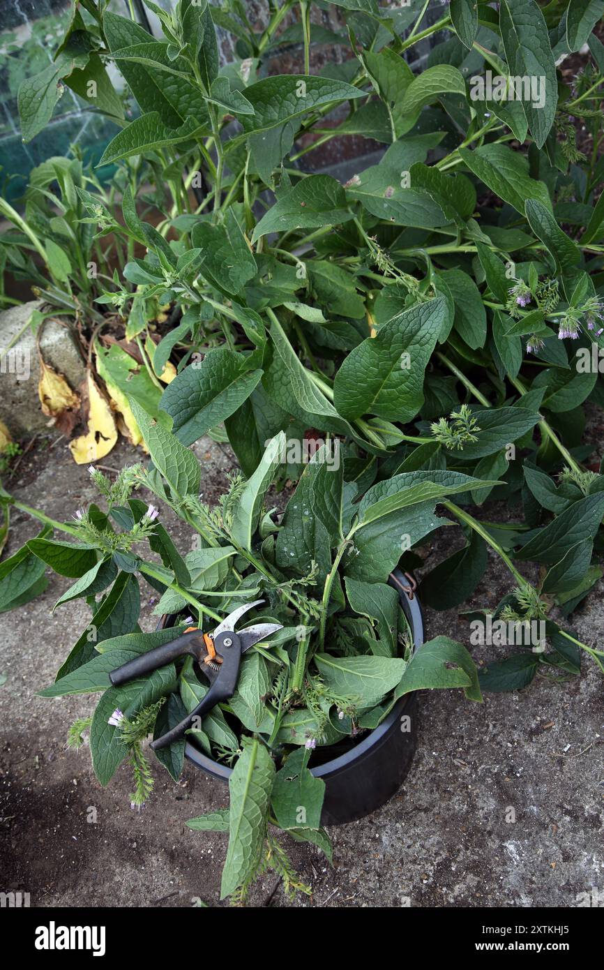 Comfrey tea bucket hi-res stock photography and images - Alamy