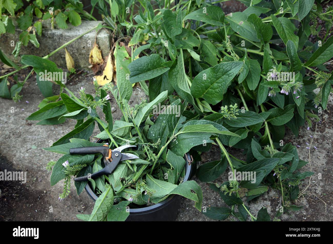 Comfrey tea bucket hi-res stock photography and images - Alamy