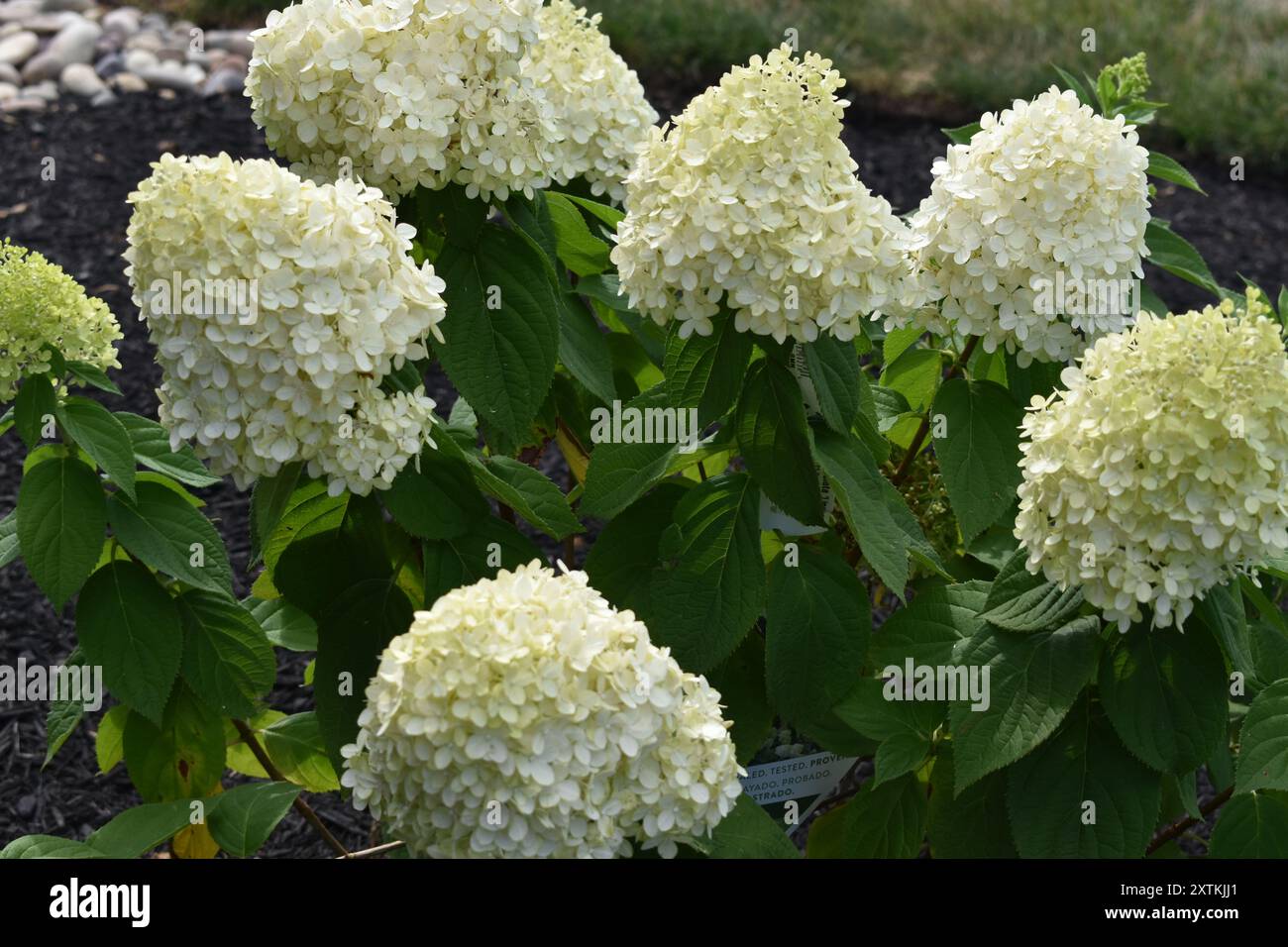 Limelight flowers hi-res stock photography and images - Alamy