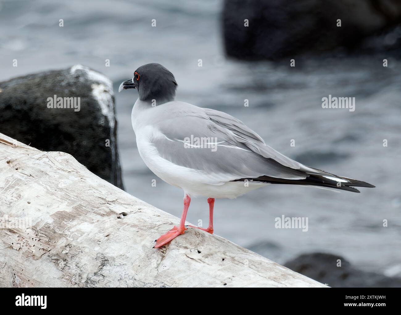 Swallow-tailed gull, Gabelschwanzmöwe, Mouette à queue fourchue ...