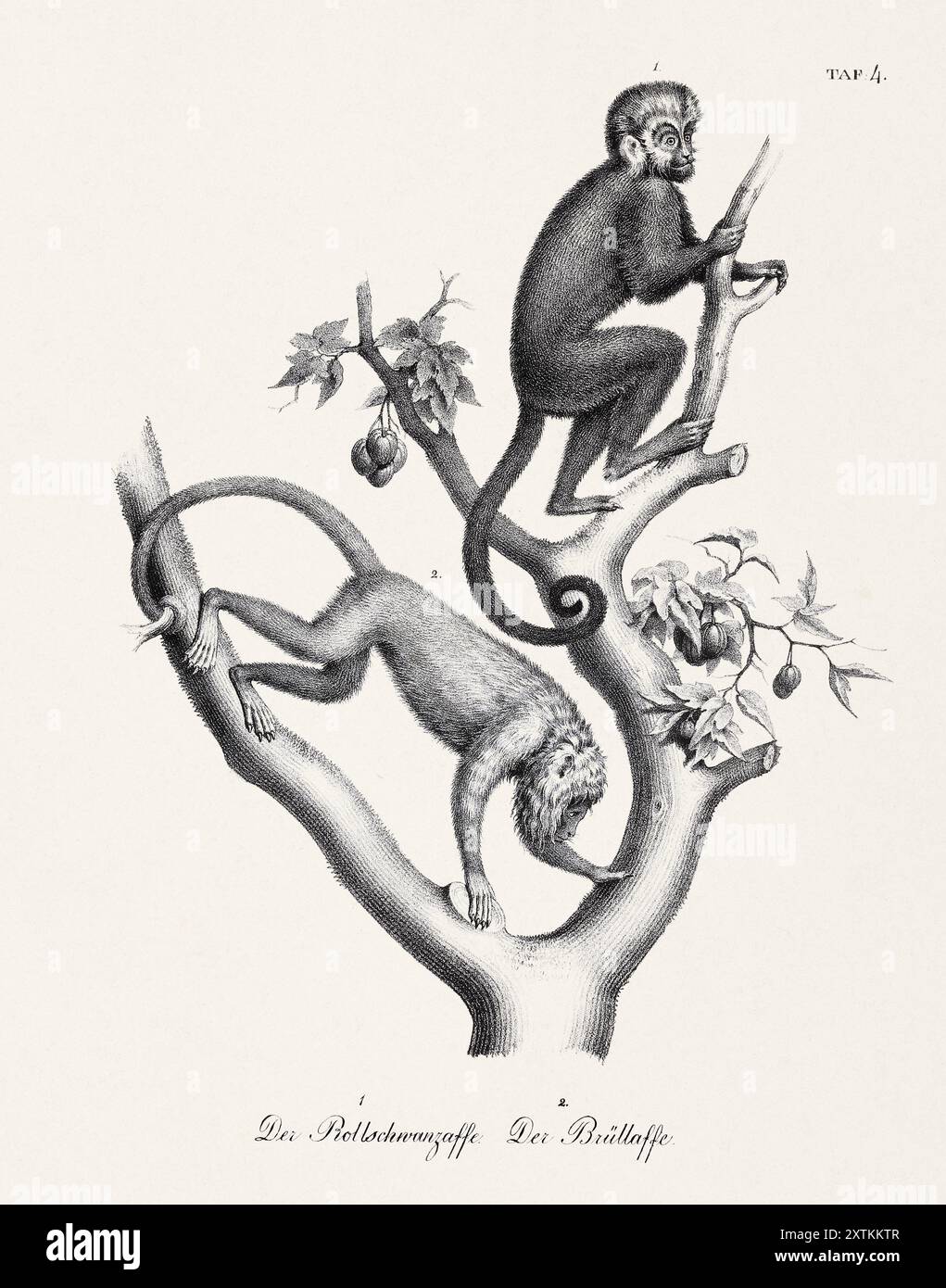 Monkey Illustration. Zoological Lithography. Natural History Art Stock ...