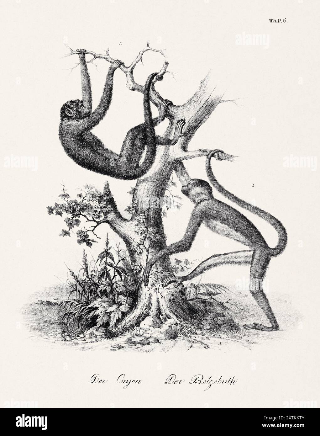 Monkey Illustration. Zoological Lithography. Natural History Art Stock ...