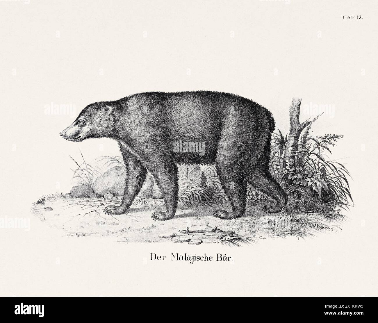 Bear Illustration. Zoological Lithography. Natural History Art Stock ...