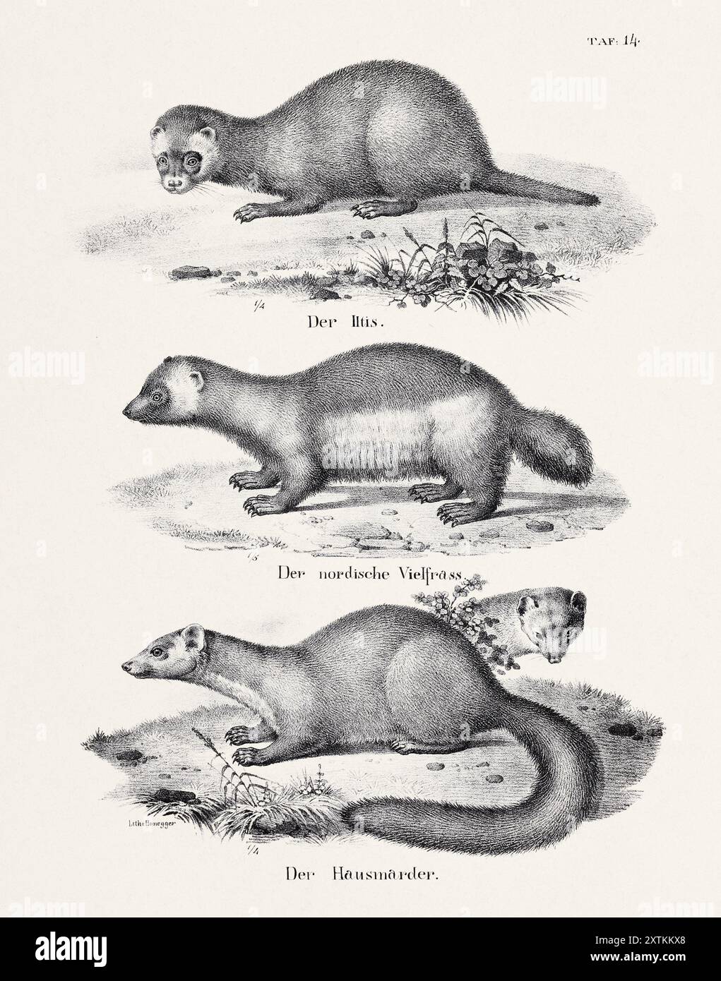 Ferrets illustration hi-res stock photography and images - Alamy