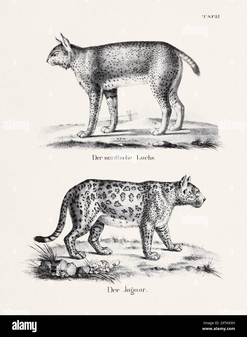 Wild Cat Illustration. Feline Zoological Lithography. Natural History ...