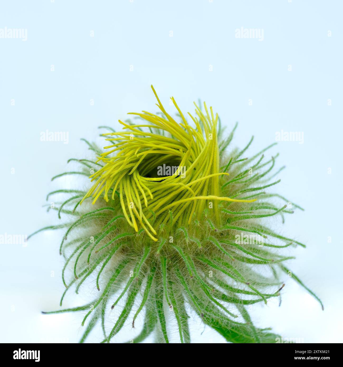 Giant Daisy before it opens Stock Photo - Alamy