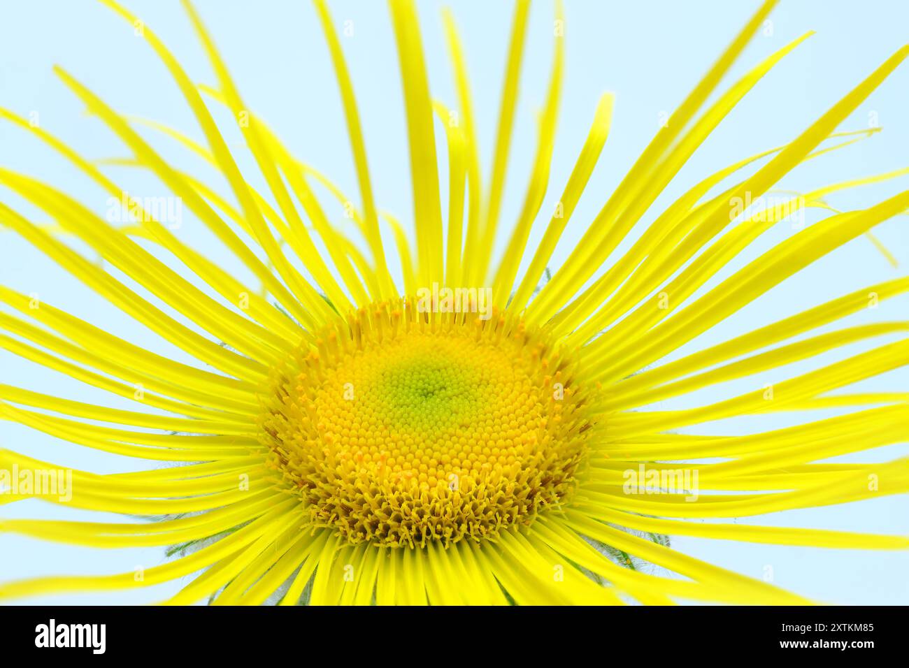 Giant Daisy Golden Oxeye Stock Photo - Alamy