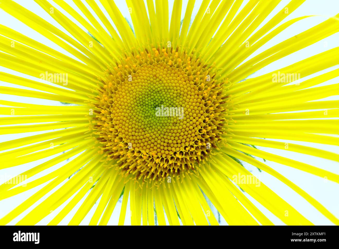 Giant Daisy Golden Oxeye Stock Photo - Alamy