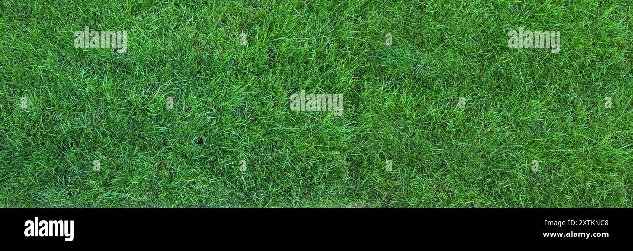 Green artificial grass as background, banner design Stock Photo - Alamy