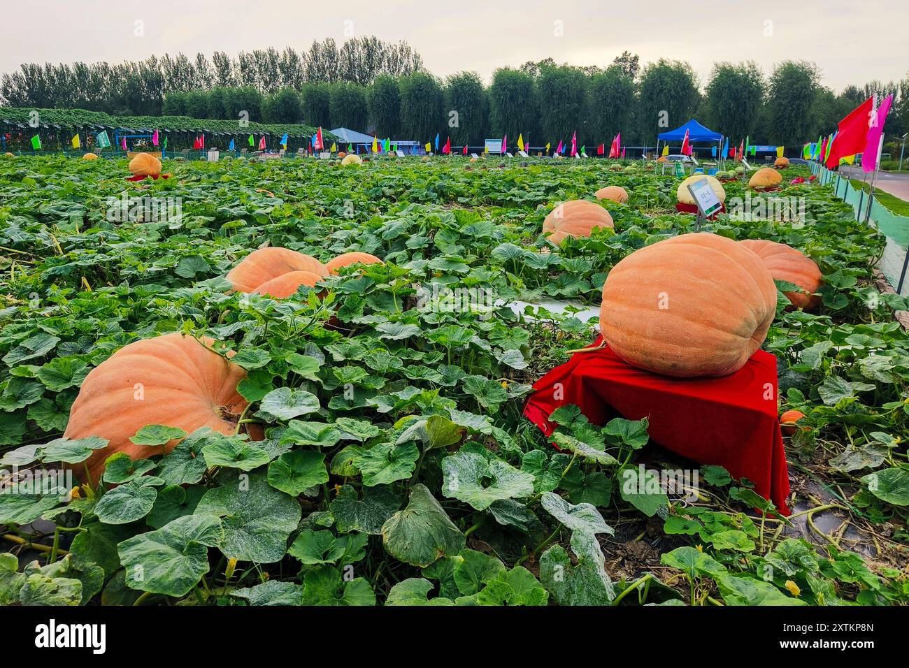 Giant pumpkins are being seen at the fruit and vegetable exhibition ...