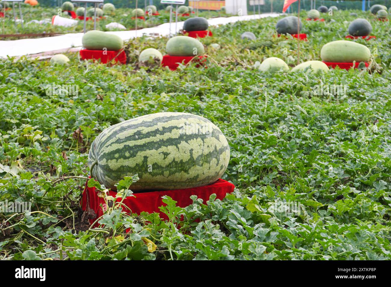 Giant watermelons are being seen at the fruit and vegetable exhibition ...
