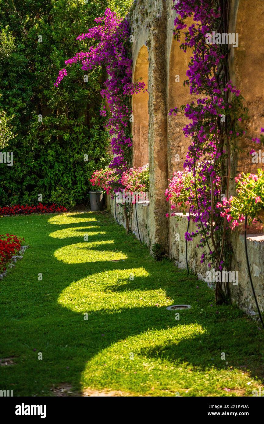 A serene garden path in a historic courtyard, lined with vibrant pink ...