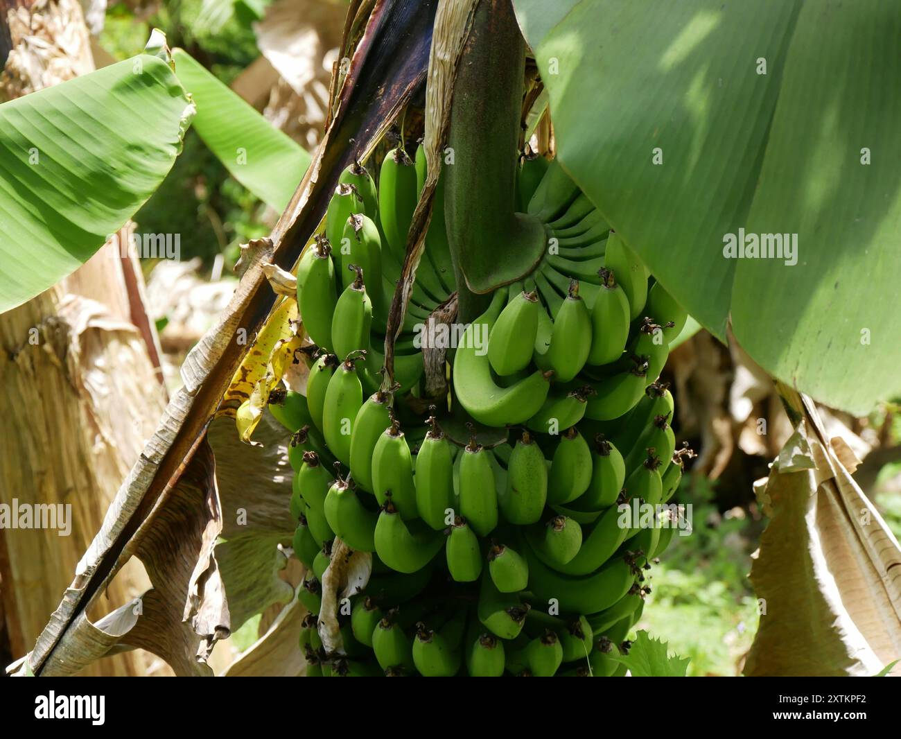 Green bananas on a plant. Banana plantation close up in la Réunion ...