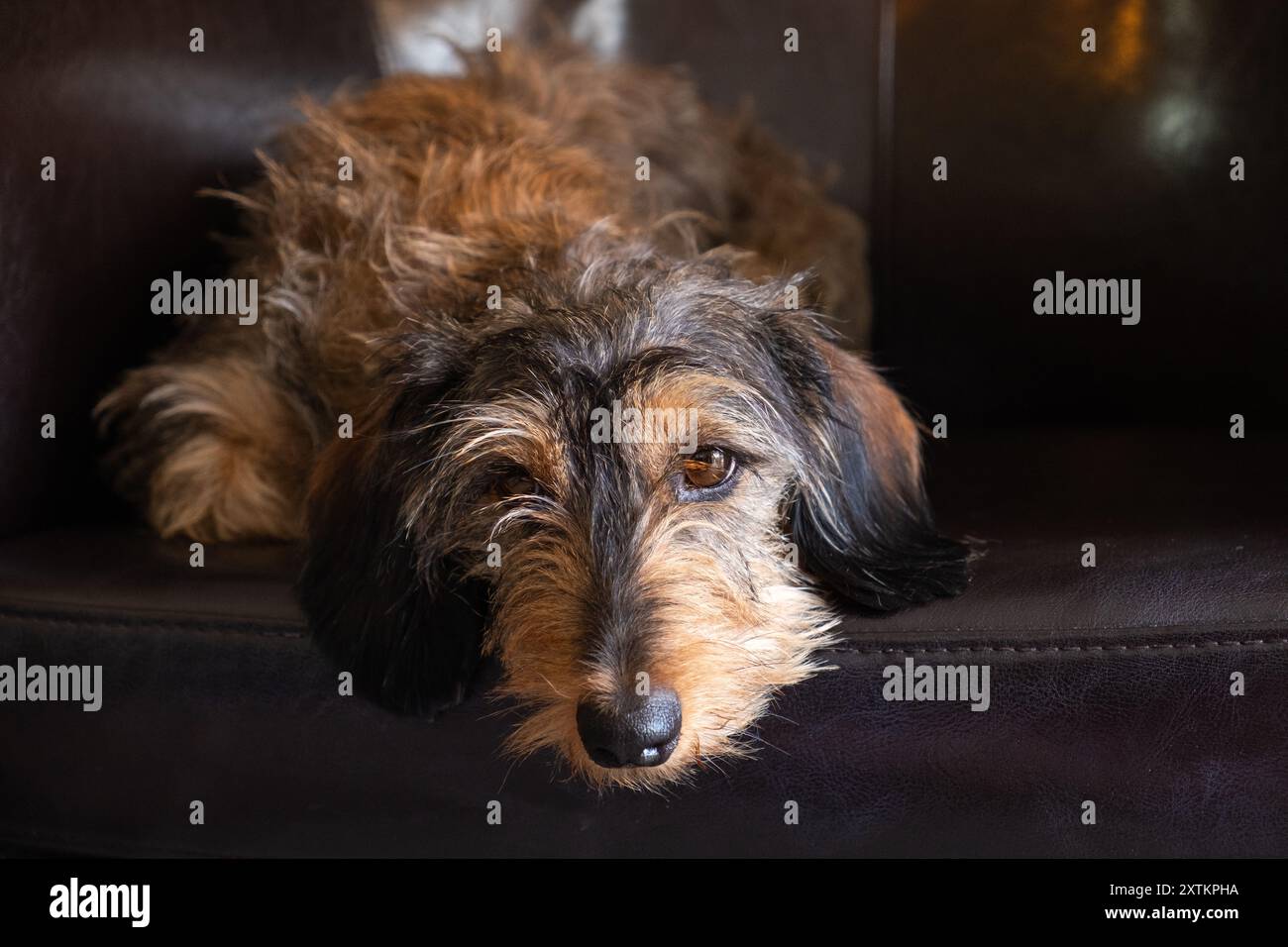 Classy pets hi-res stock photography and images - Alamy