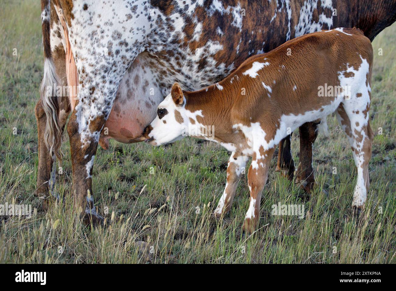Calf drinking milk from mother cow outdoors in a pasture, Saskatchewan ...