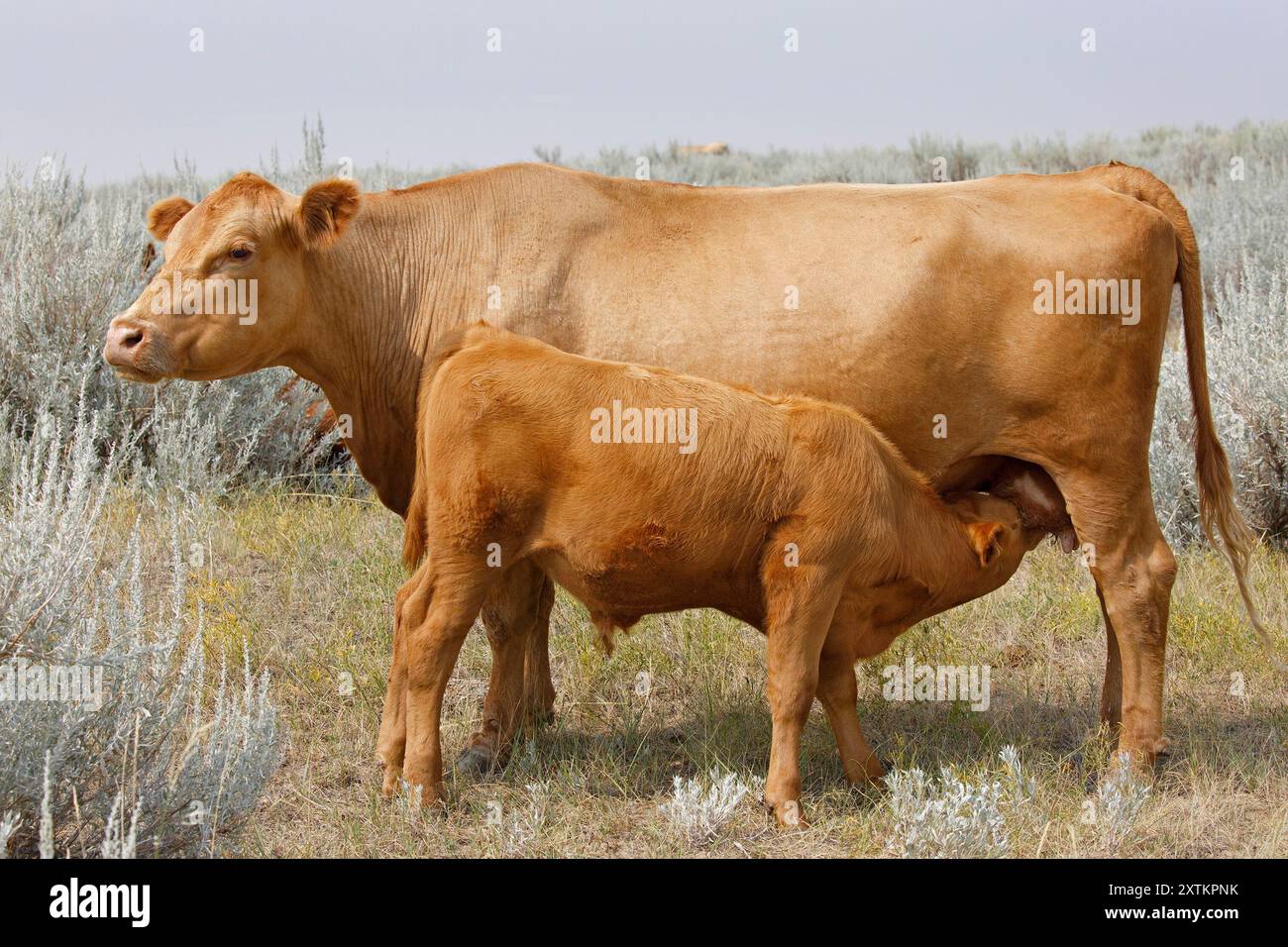Calf nursing from mother cow outside in a ranch pasture, Great Sand ...