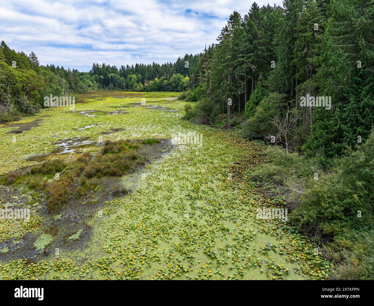 A drone landscape image of Fisher Pond on Vashon Island in Washington ...