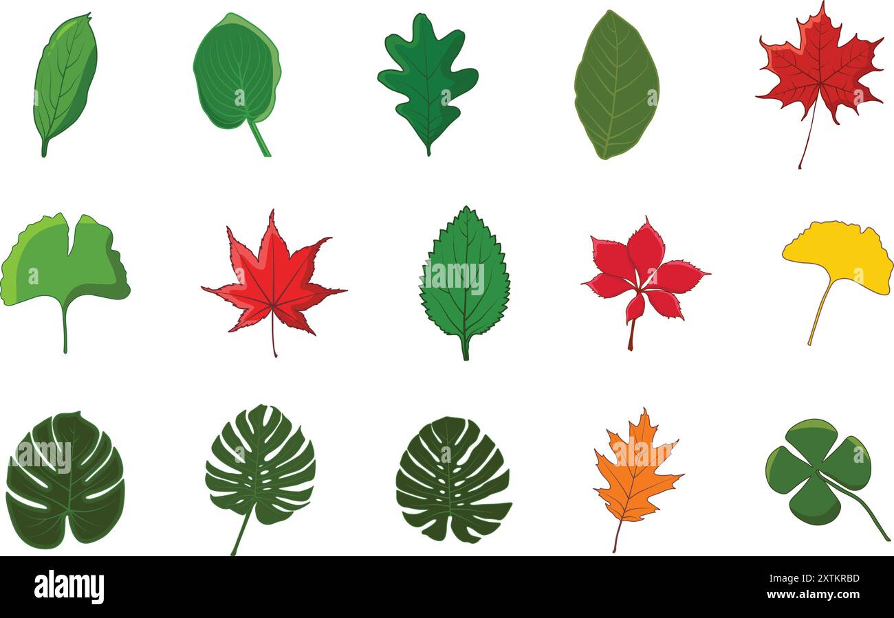 Leaf vector illustration, leaves vector illustration, Leaf vector, leaf illustration, Fall leaf ...