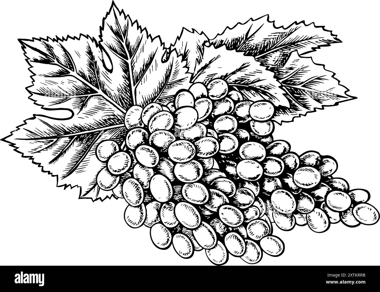 A bunch of grapes. Vector graphics, black and white hand-drawn ...