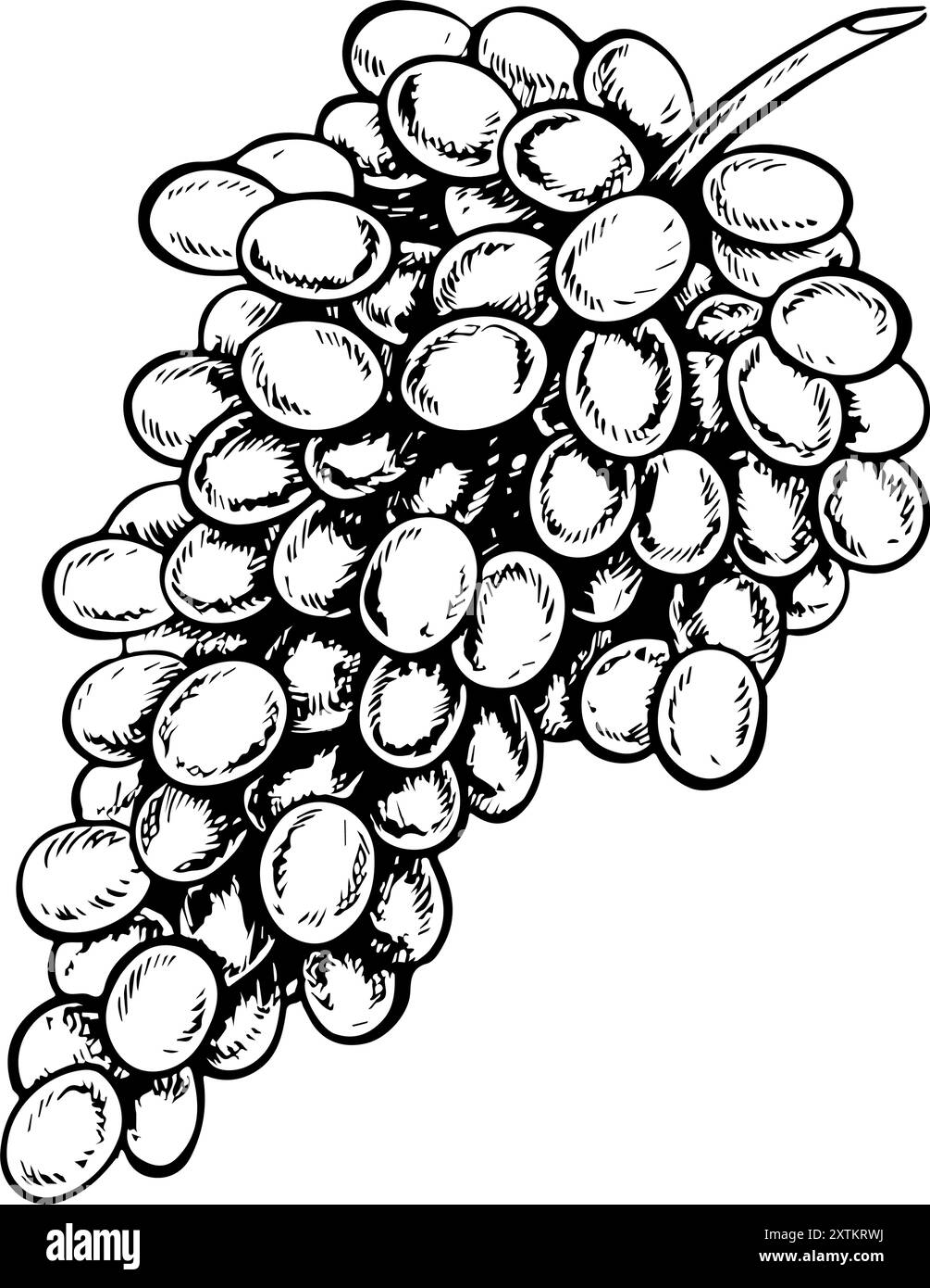 A bunch of grapes. Vector graphics, black and white hand-drawn ...