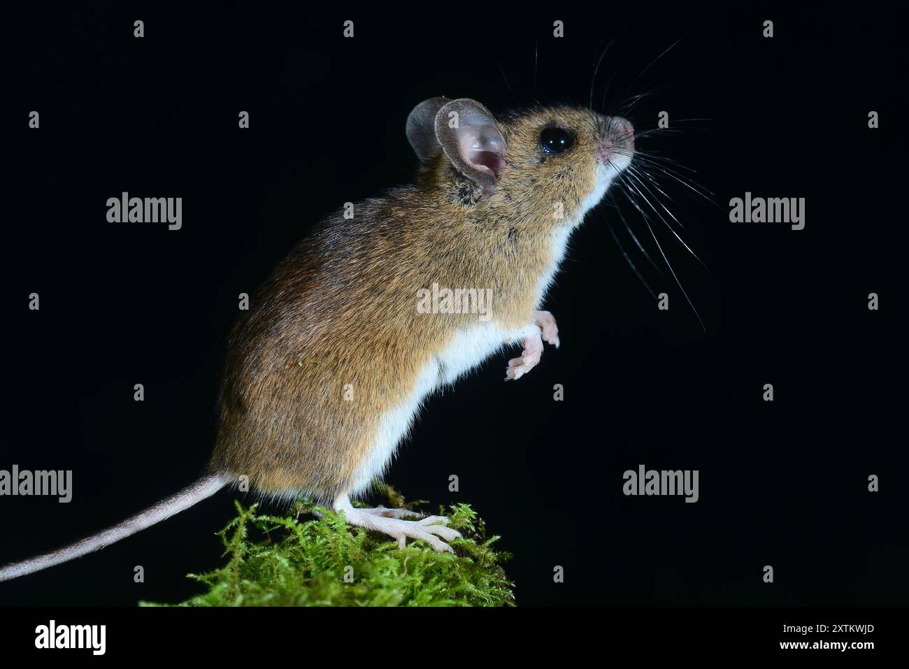Little native mouse hi-res stock photography and images - Alamy