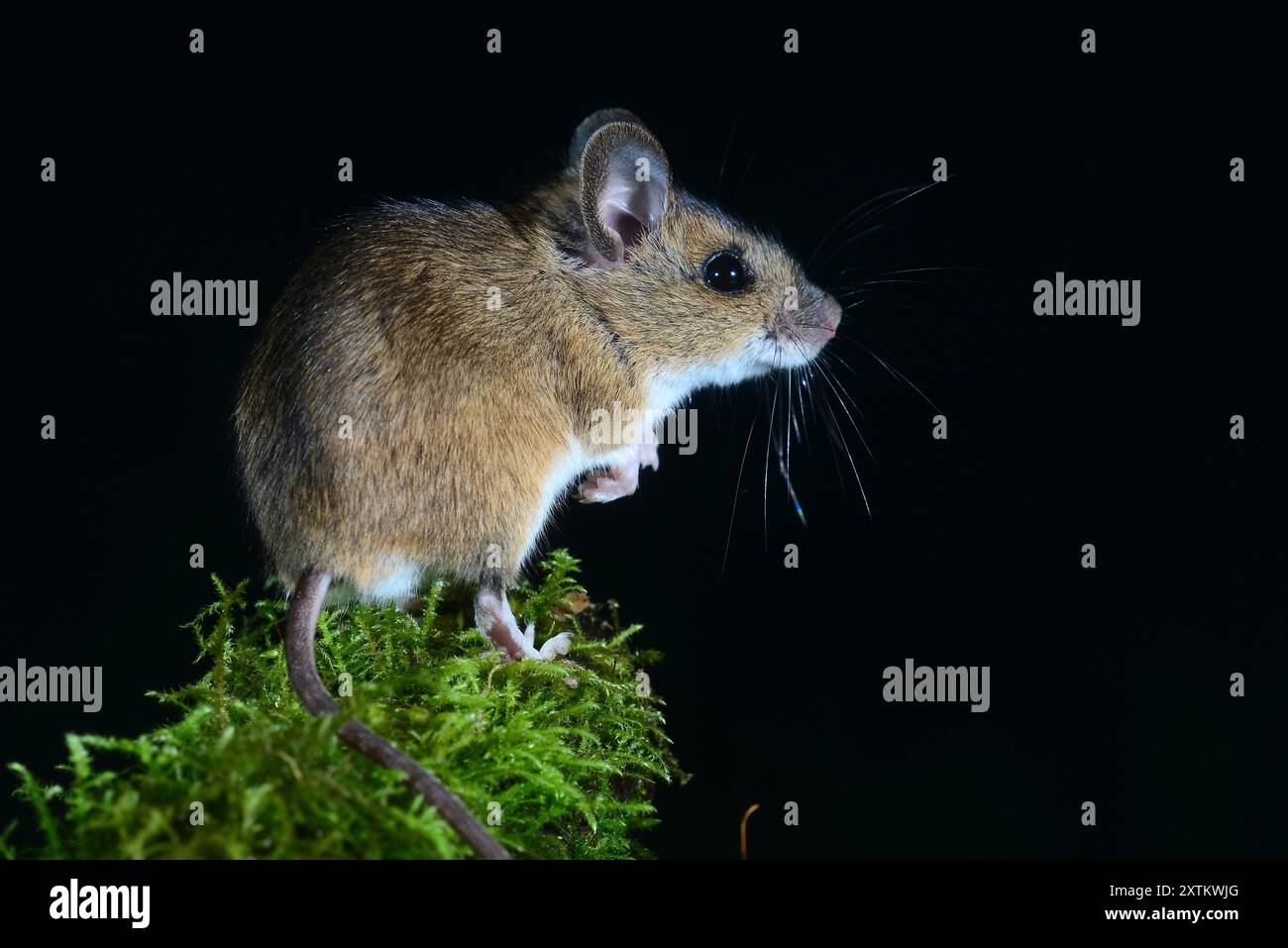Little native mouse hi-res stock photography and images - Alamy