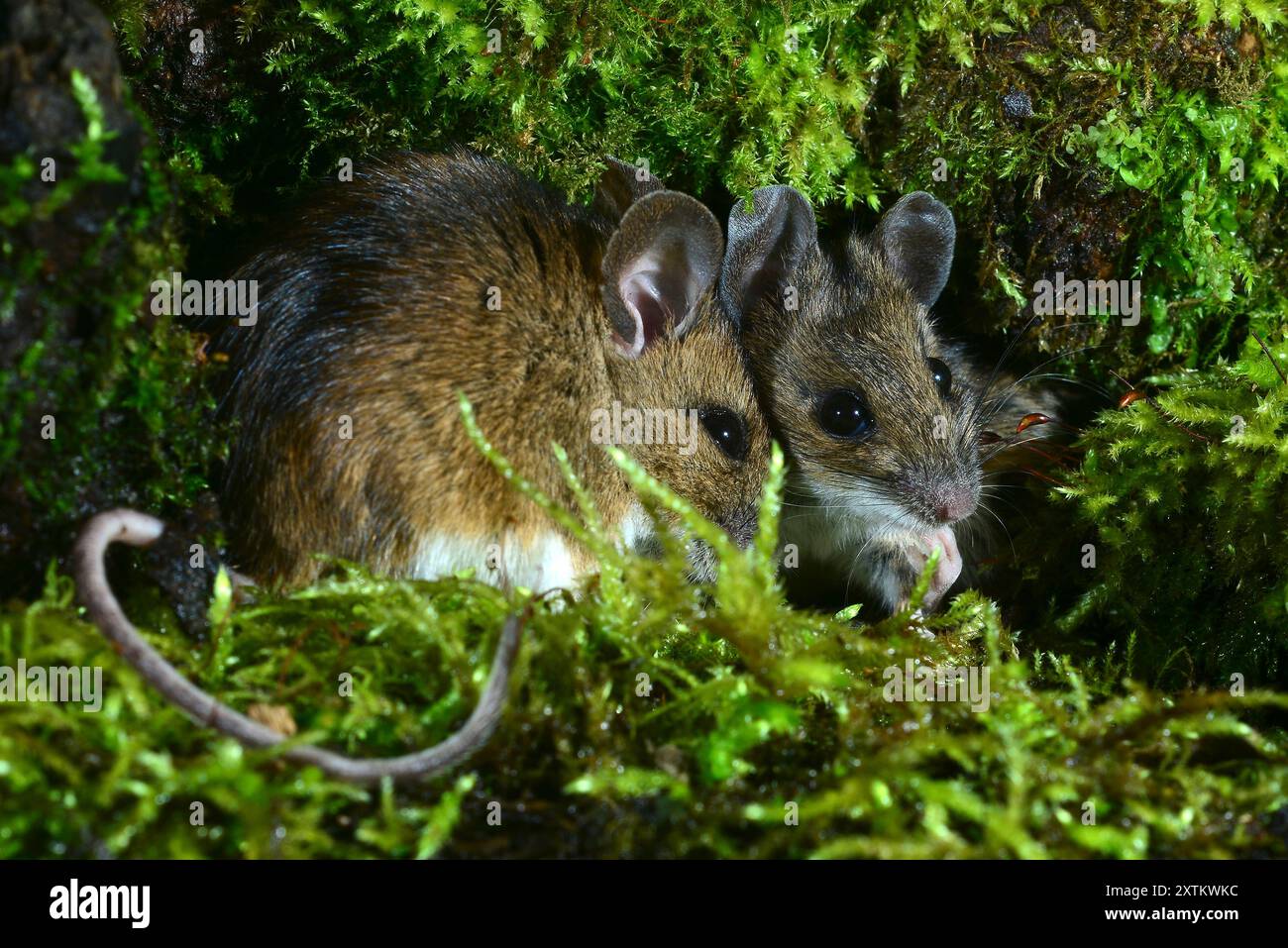 Wood mice hi-res stock photography and images - Alamy